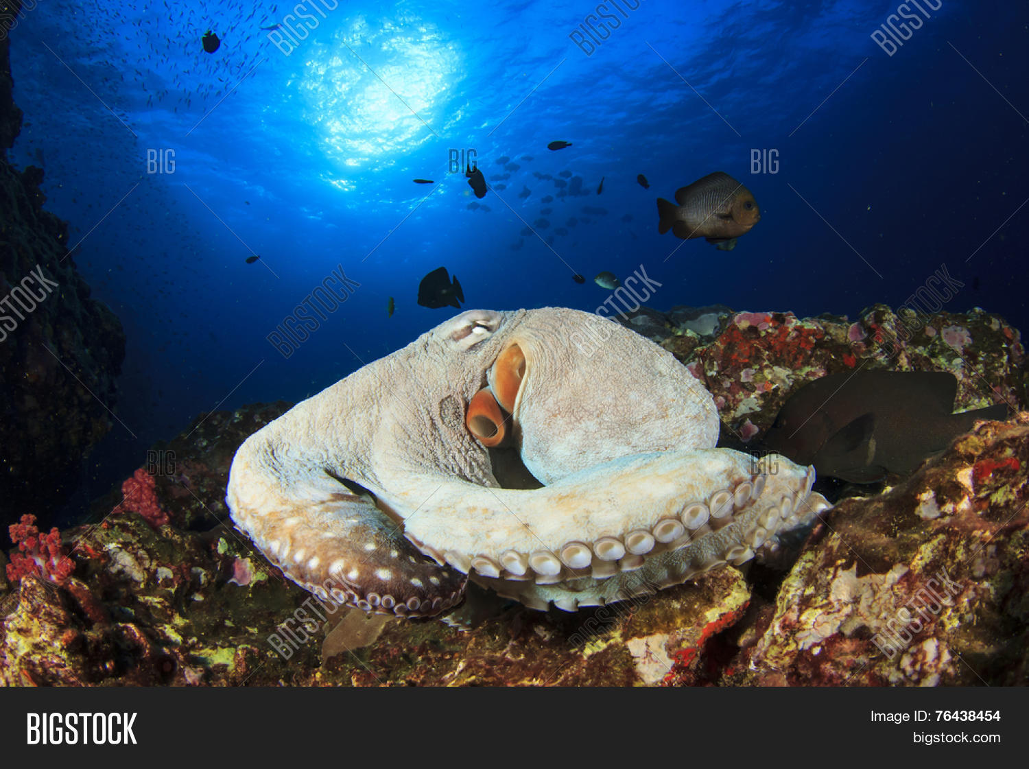 Big Red Octopus Hunts Image & Photo (Free Trial) | Bigstock