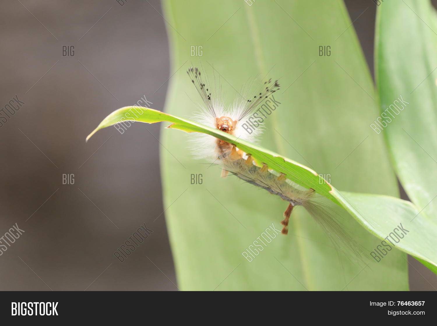 Caterpillar Butterfly, Image & Photo (Free Trial) | Bigstock