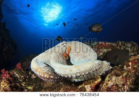 Big Red Octopus Hunts Image & Photo (Free Trial) | Bigstock