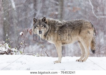 Lone Timber Wolf Snow Image & Photo (Free Trial) | Bigstock