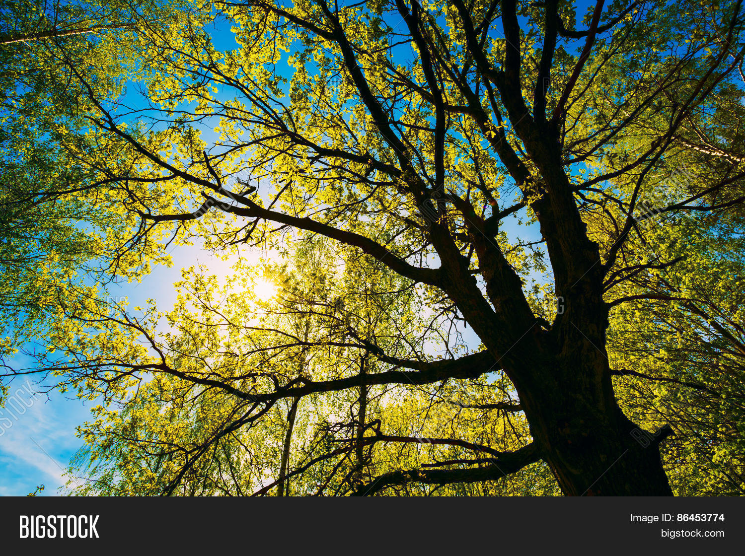 Spring Sun Shining Image & Photo (Free Trial) | Bigstock