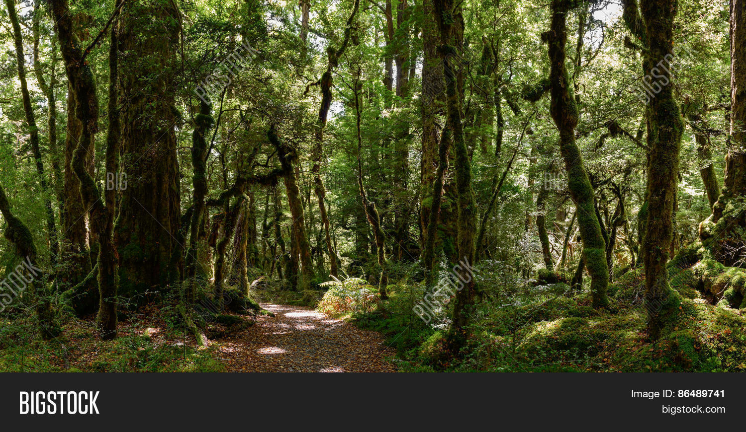 Beech Forest Fiordland Image & Photo (Free Trial) | Bigstock