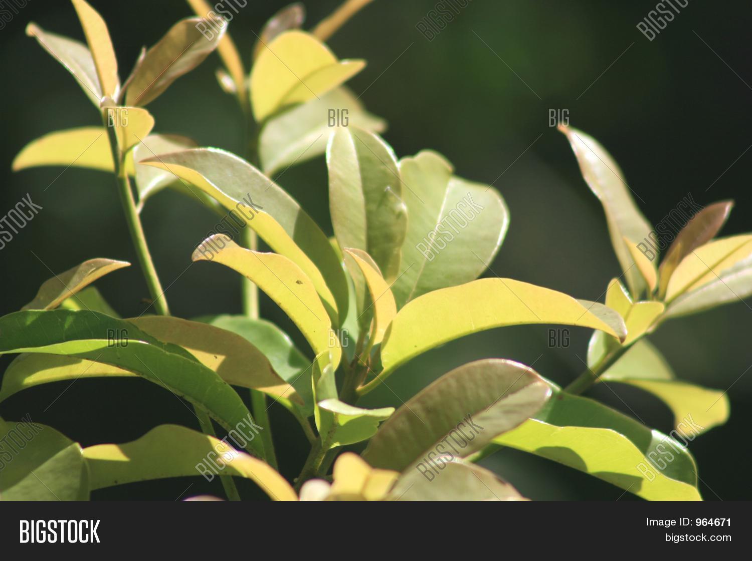 Guinep Leaves Image & Photo (Free Trial) | Bigstock