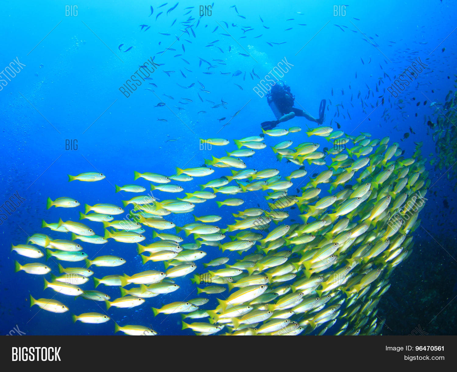 School Fish Scuba Image & Photo (Free Trial) | Bigstock