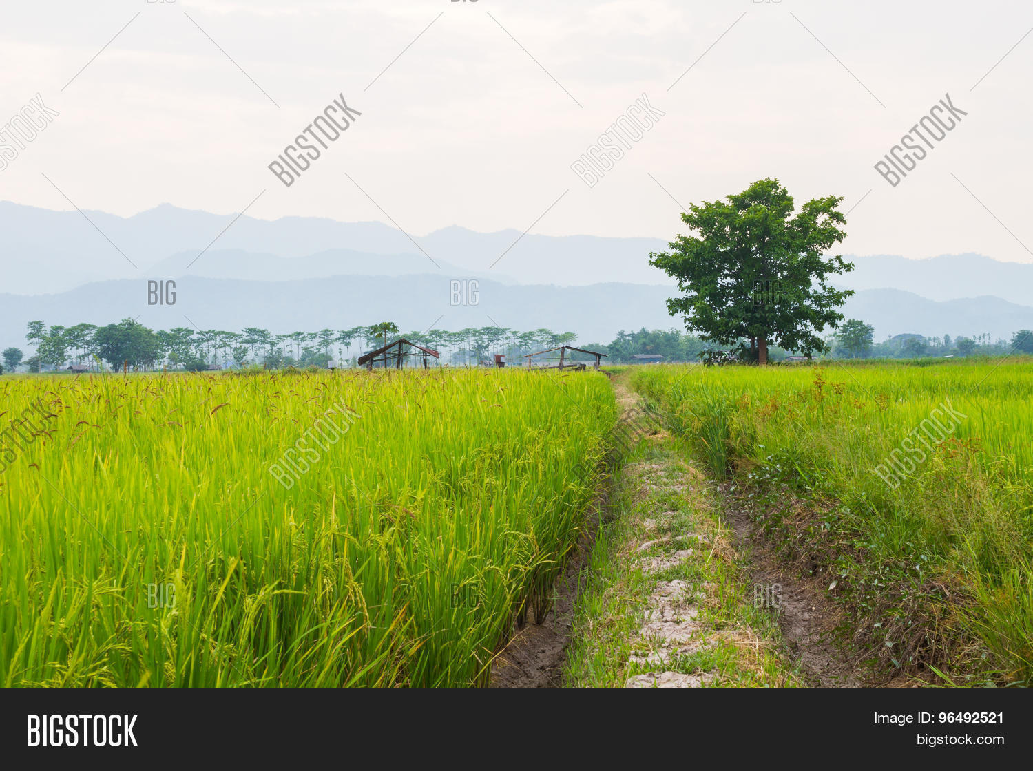 Traces Wheel Rice Image & Photo (Free Trial) | Bigstock
