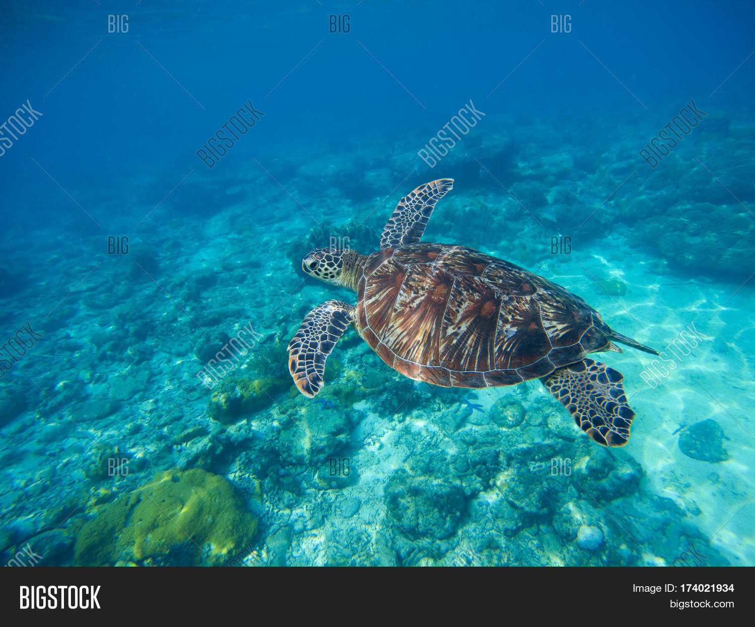 Sea Turtle Swimming Image & Photo (Free Trial) | Bigstock