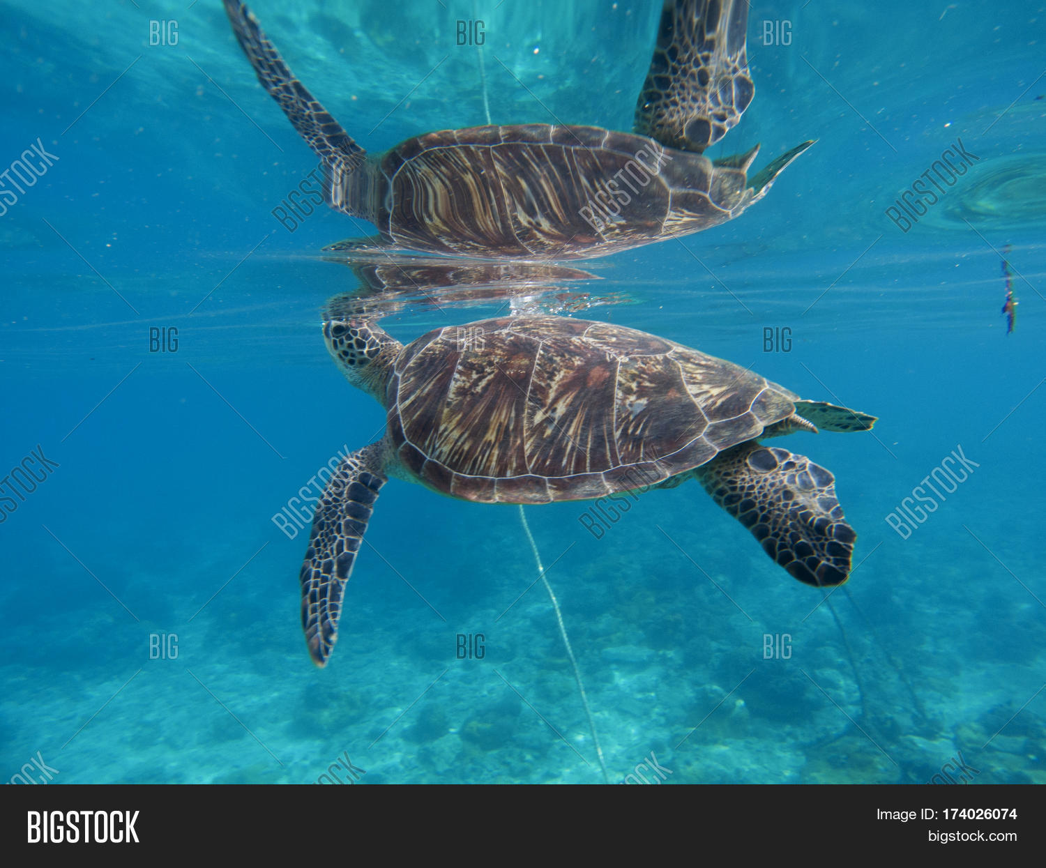 Sea Turtle Underwater Image & Photo (Free Trial) | Bigstock