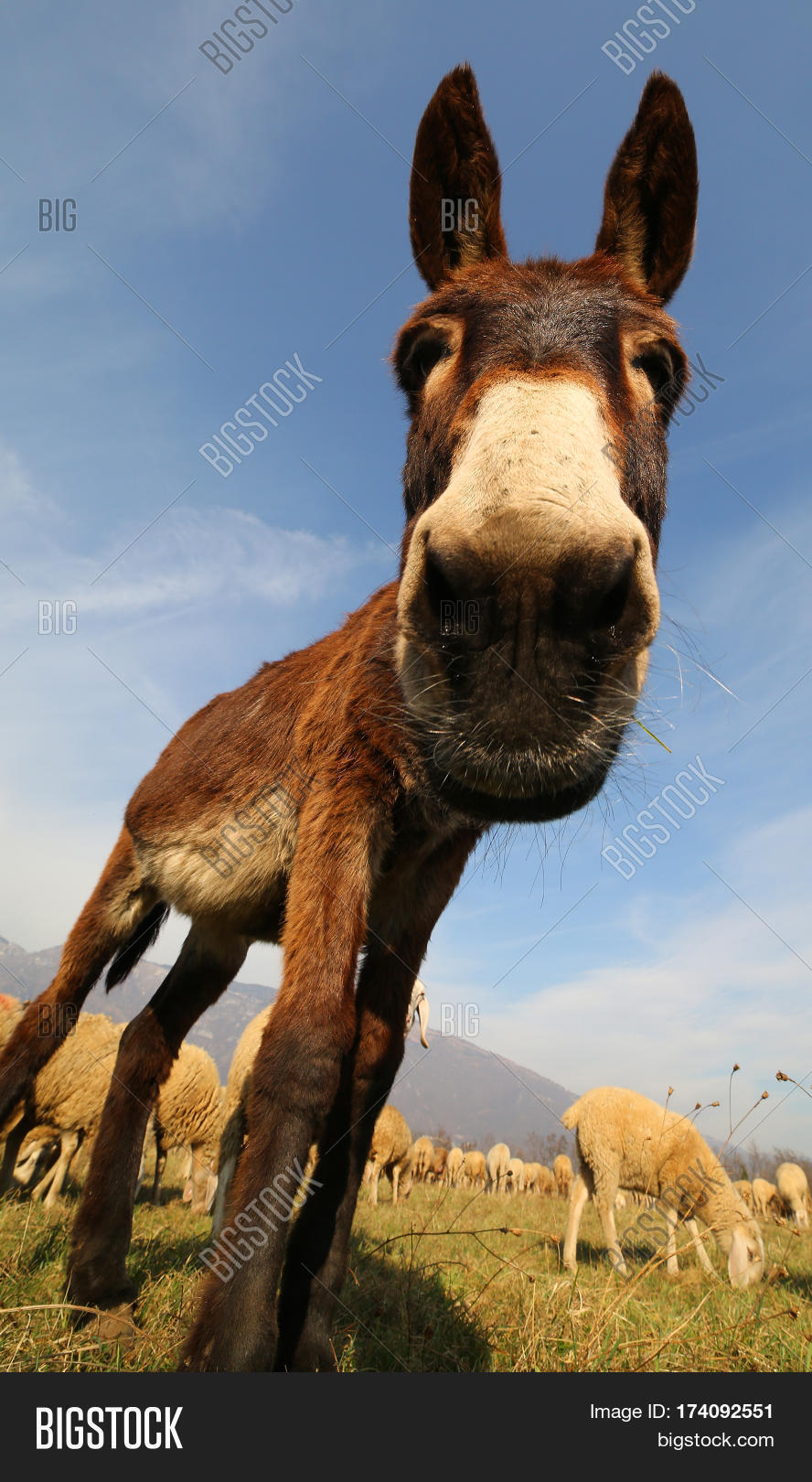 Imagen y foto Funny Brown Donkey (prueba gratis) | Bigstock
