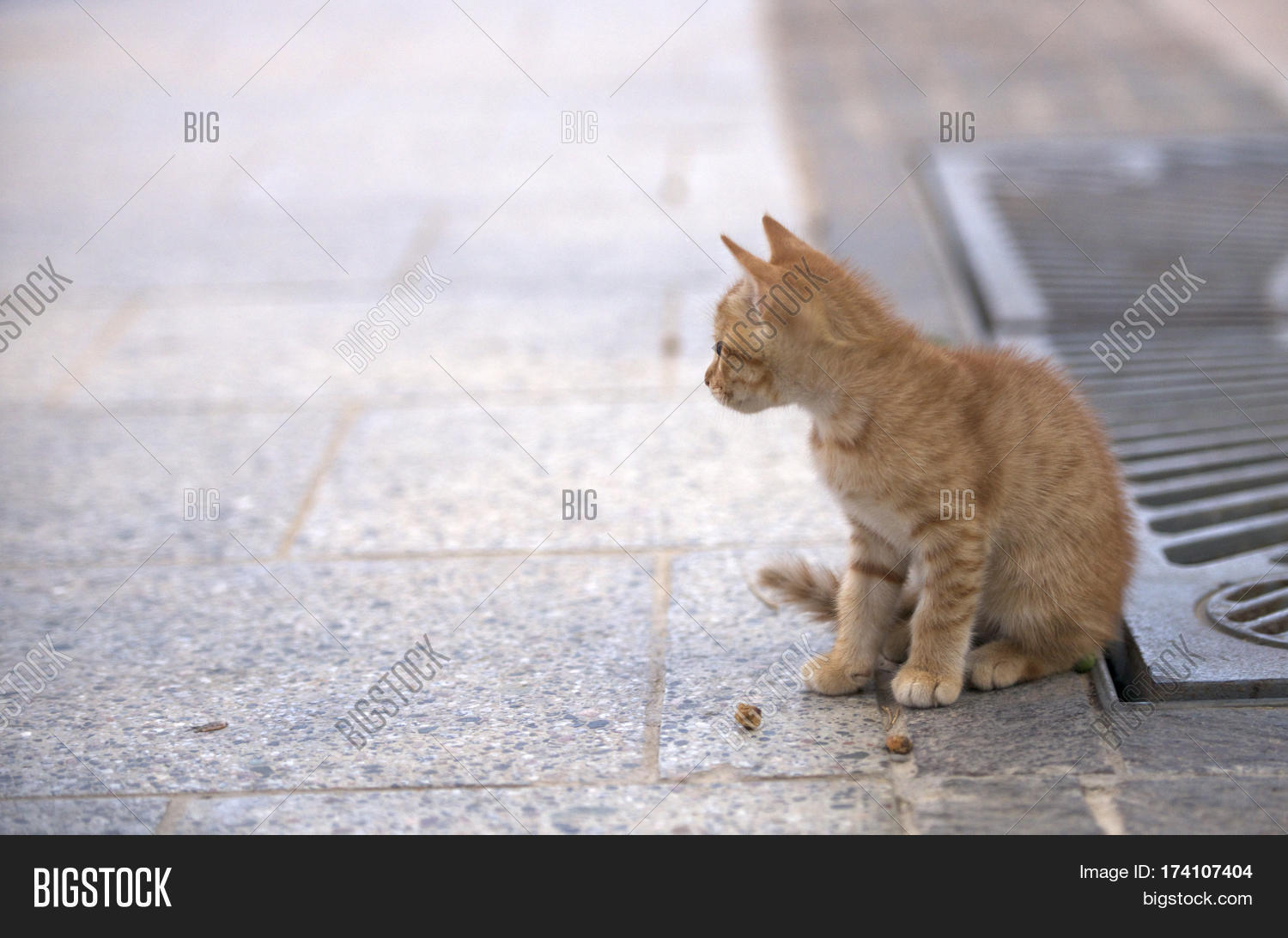 Little Brown Cat Image & Photo (Free Trial) | Bigstock
