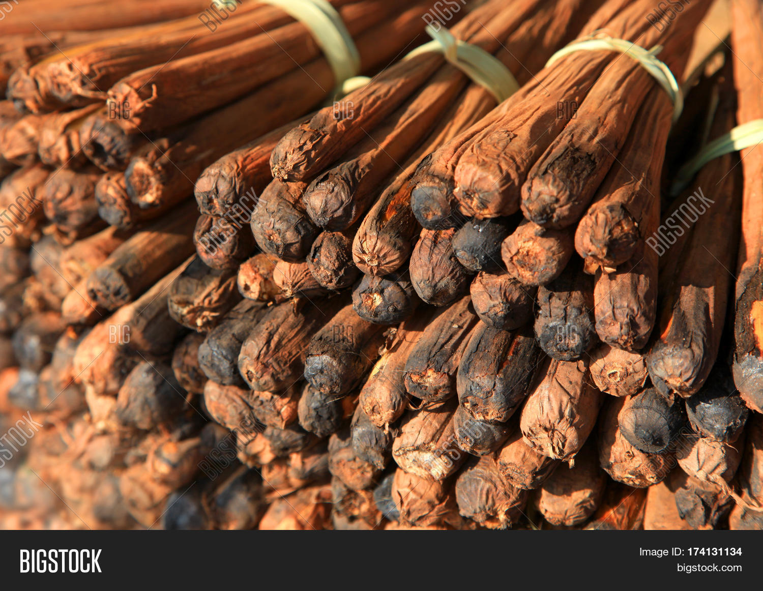 Tender Palm Shoots Image & Photo (Free Trial) | Bigstock