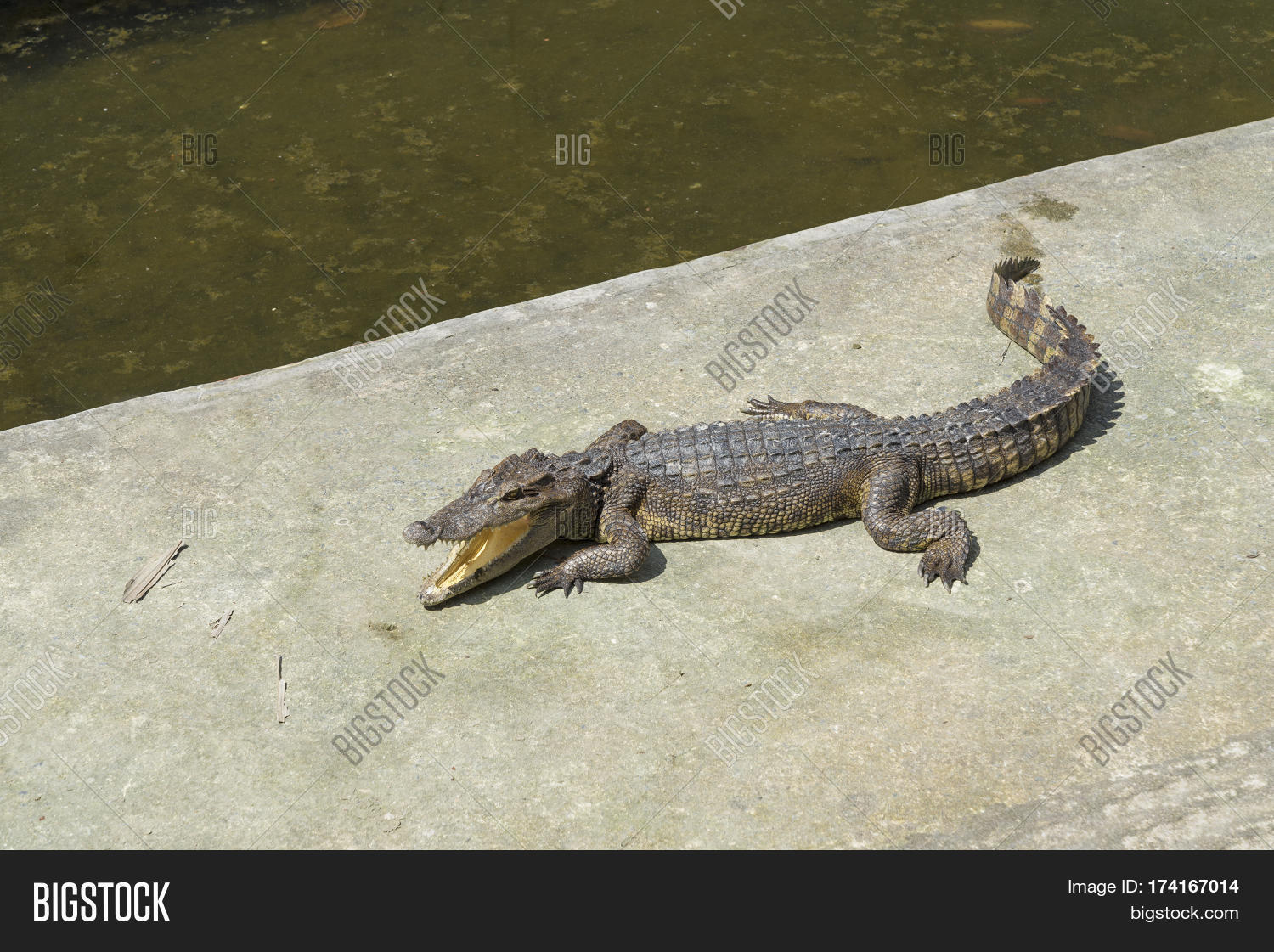 Crocodile Sun Crawling Image & Photo (Free Trial) | Bigstock