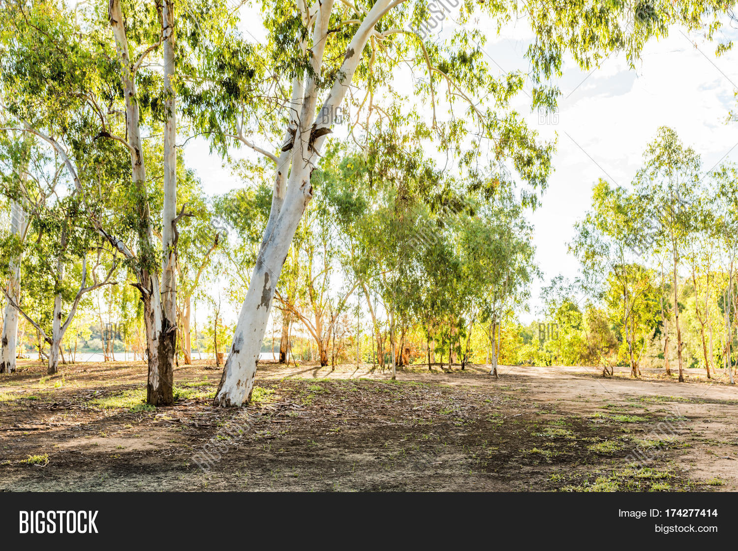 Eucalyptus Gum Trees Image & Photo (Free Trial) | Bigstock