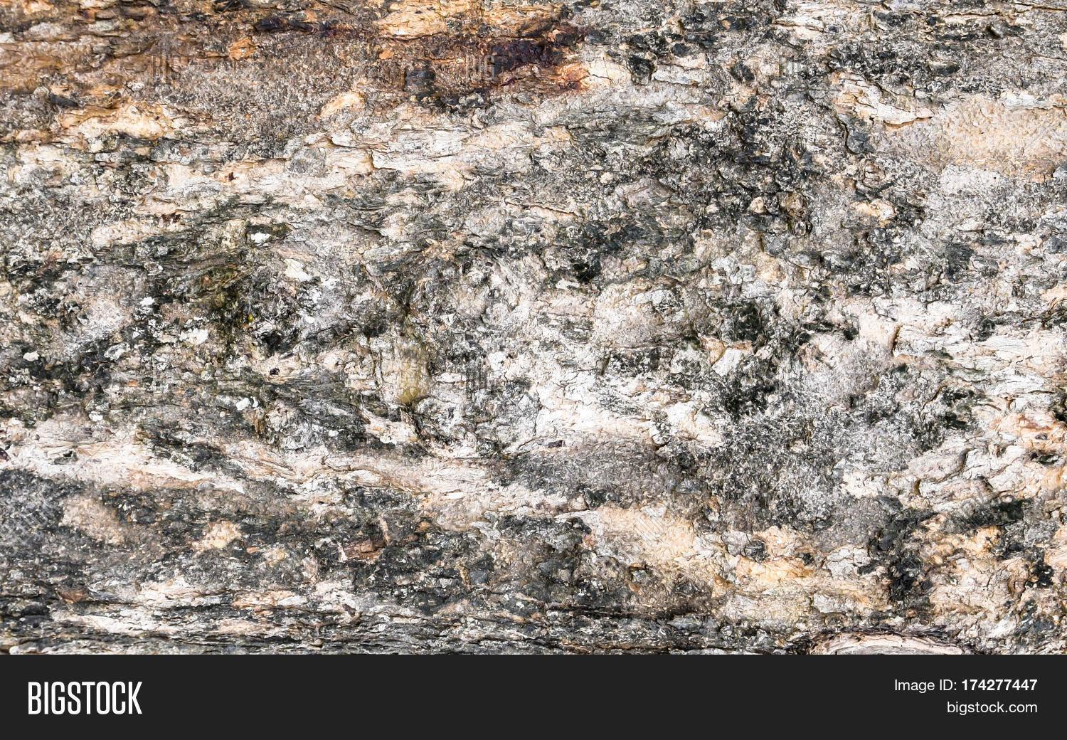 First Layer Skin Tree Image & Photo (Free Trial) | Bigstock