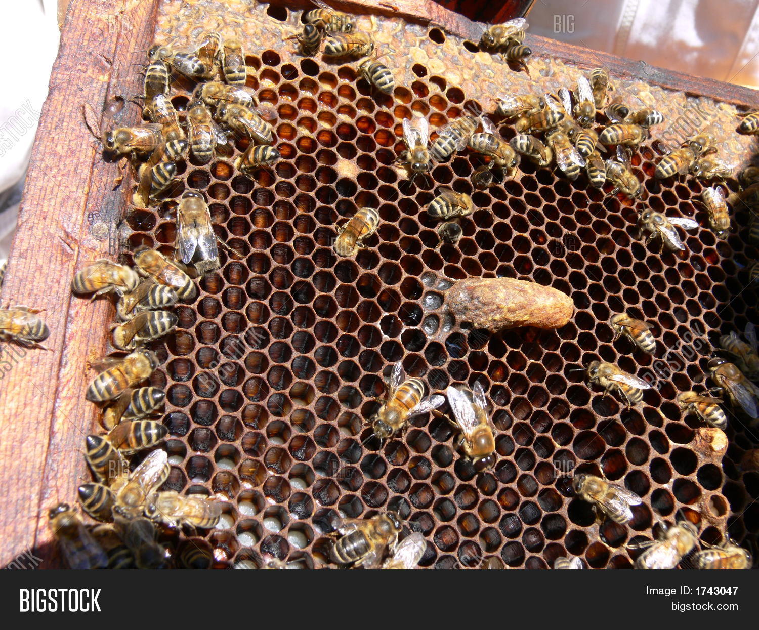 Supersedure Cell Image & Photo (Free Trial) | Bigstock