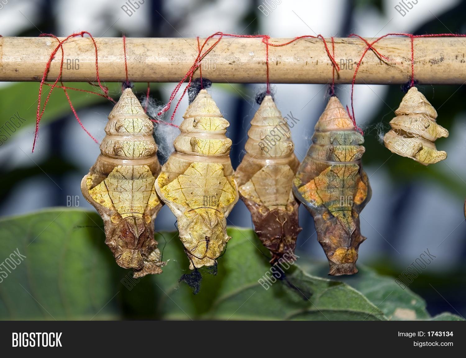 Cocoons Image & Photo (Free Trial) | Bigstock