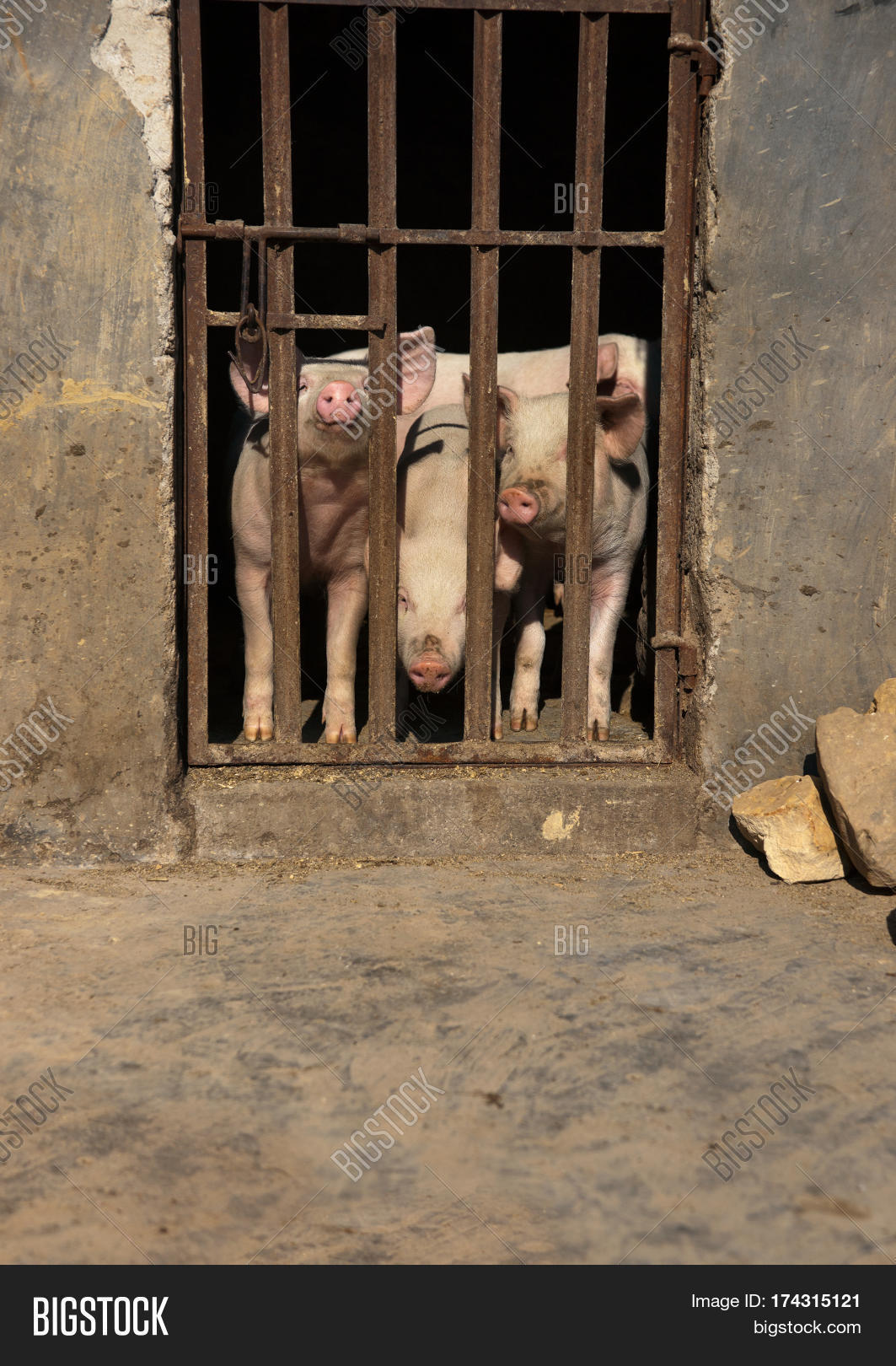 Three Pigs Sticking Image & Photo (Free Trial) | Bigstock