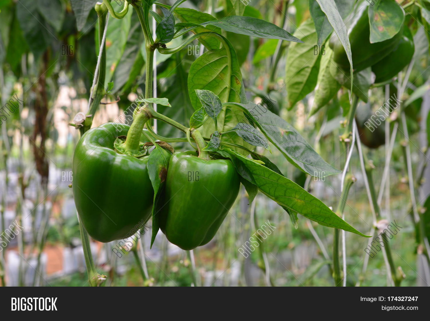 SWEET PEPPER / BELL Image & Photo (Free Trial) | Bigstock