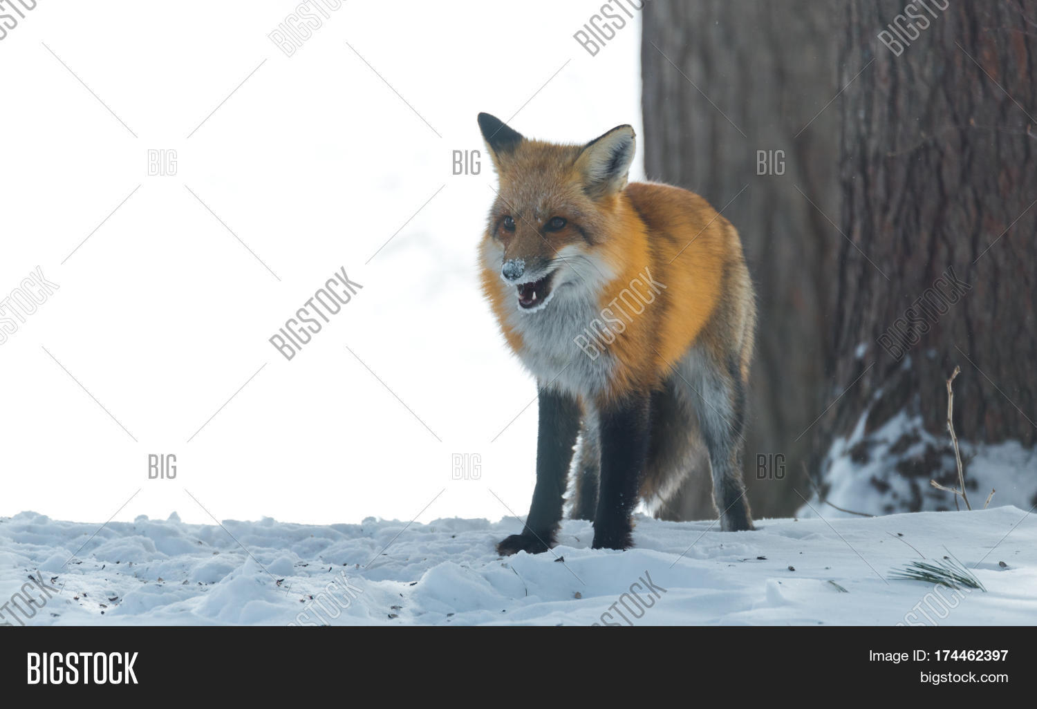 Common Red Fox (Vulpes Image & Photo (Free Trial) | Bigstock