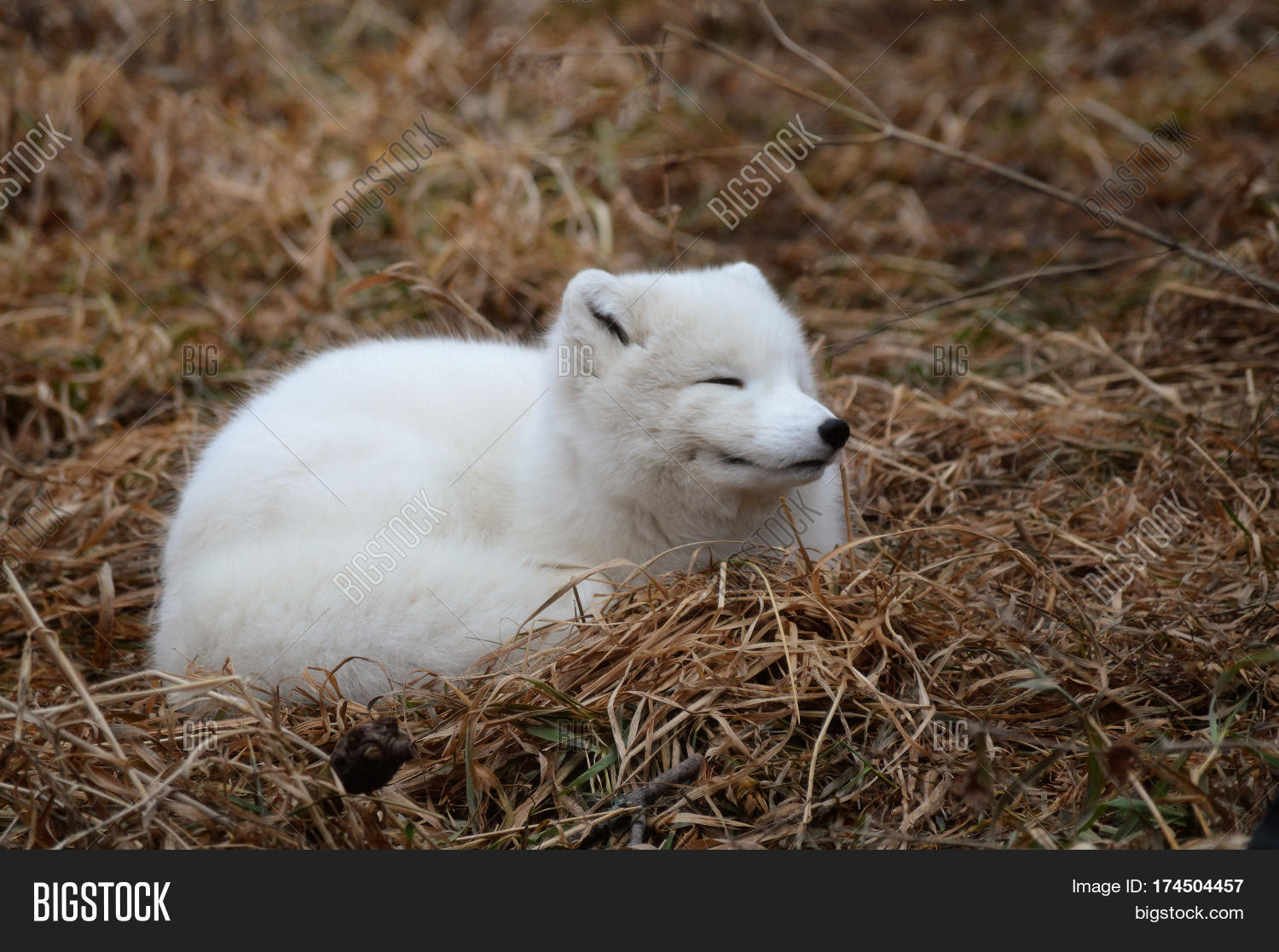 Arctic Fox Laying Image & Photo (Free Trial) | Bigstock