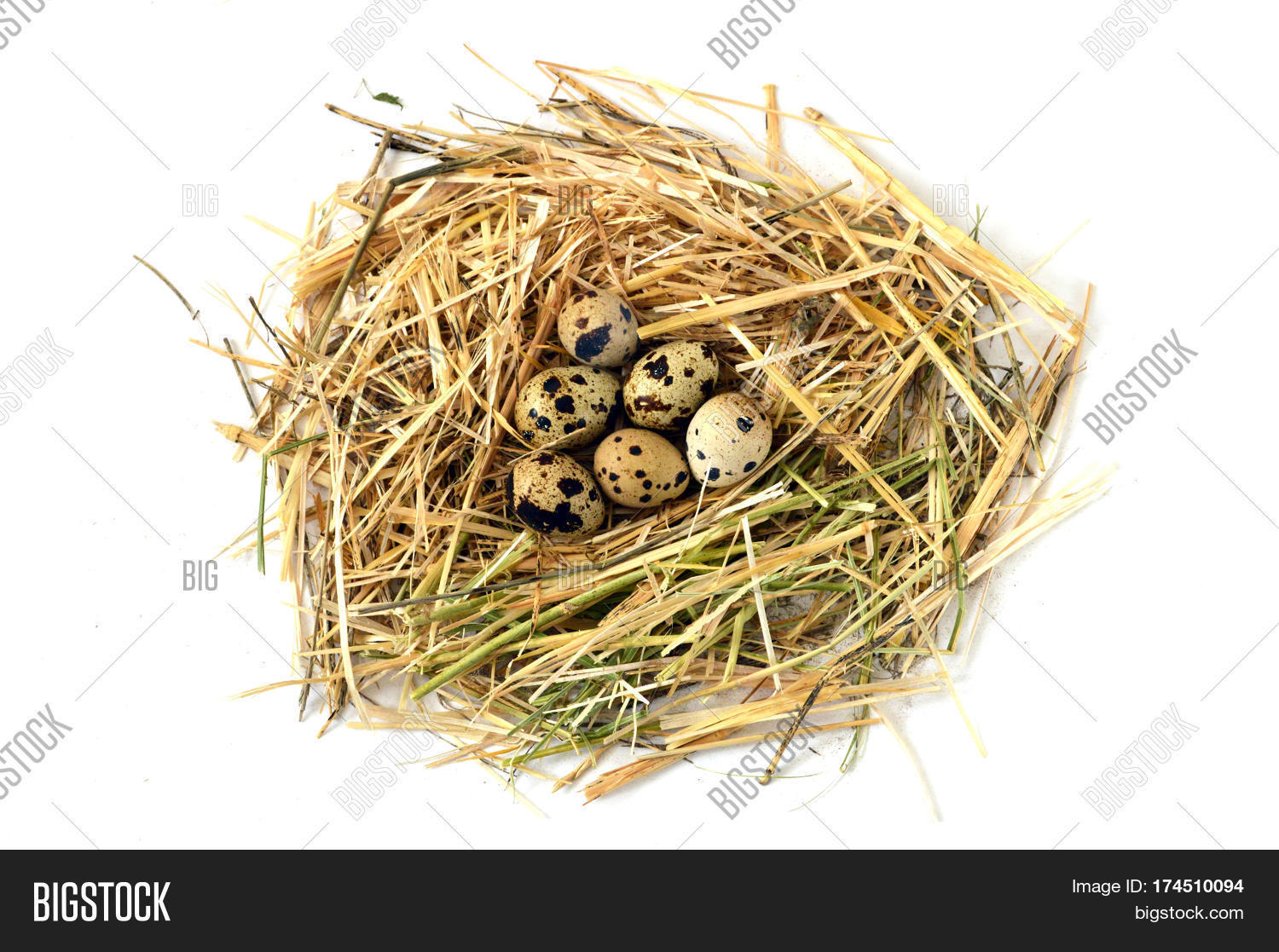 Grass Plants Quail Image & Photo (Free Trial) | Bigstock