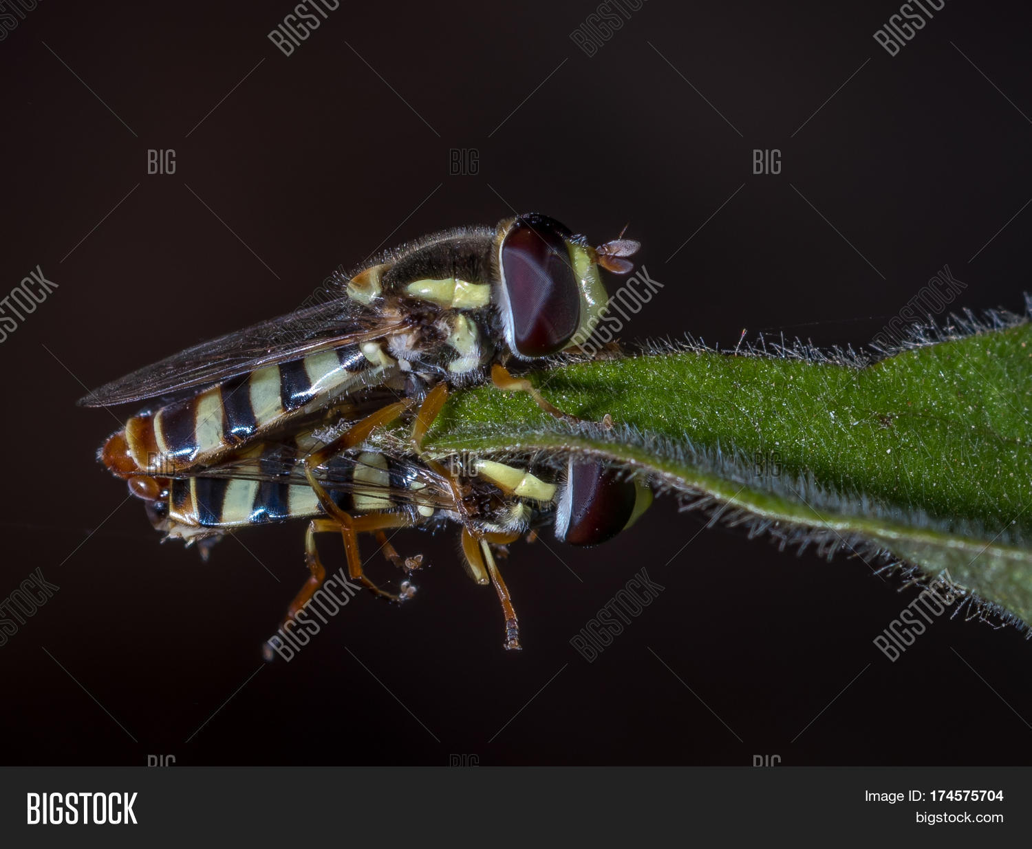 Hoverfly Insect Family Image & Photo (Free Trial) | Bigstock