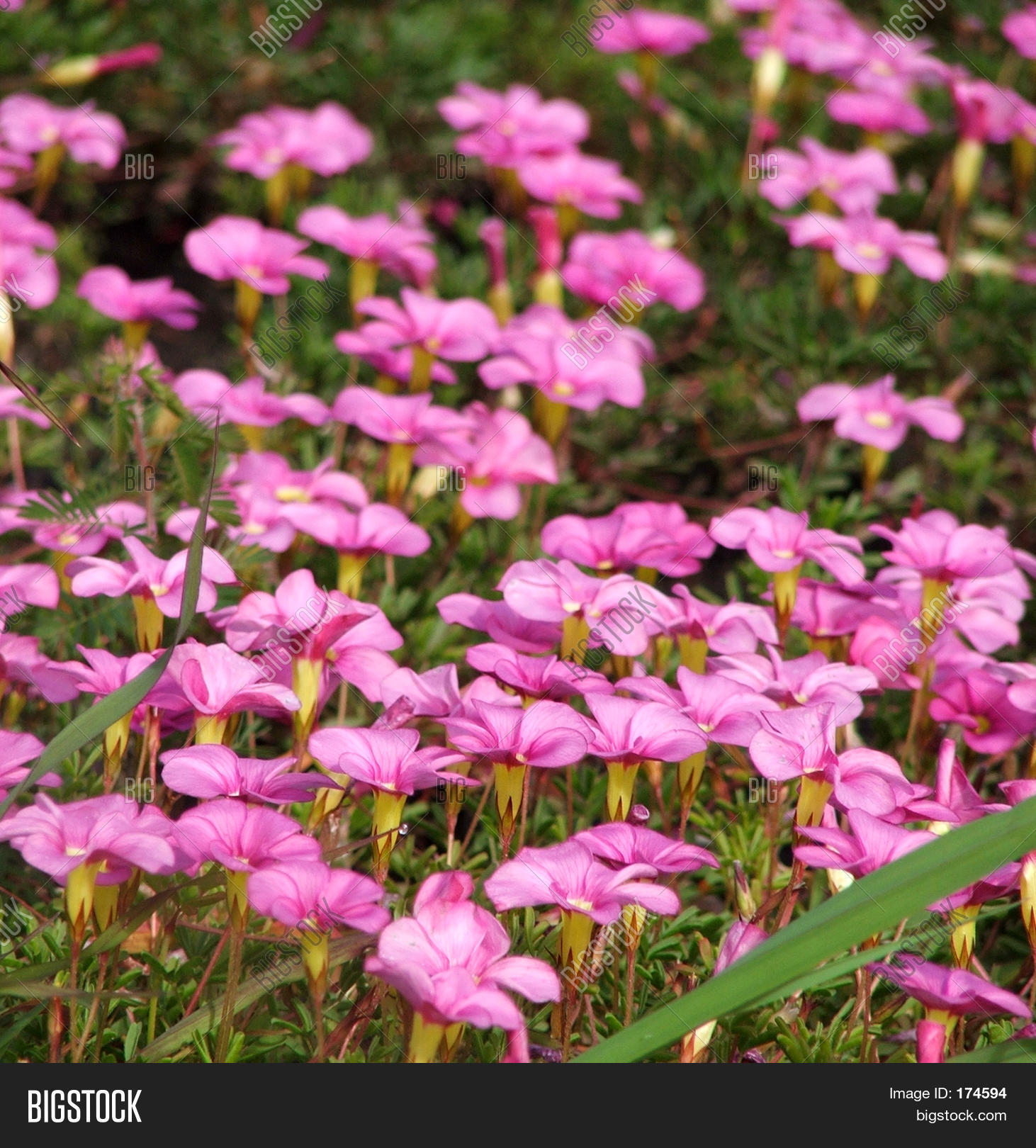 Flowers - Four O'clock Image & Photo (Free Trial) | Bigstock
