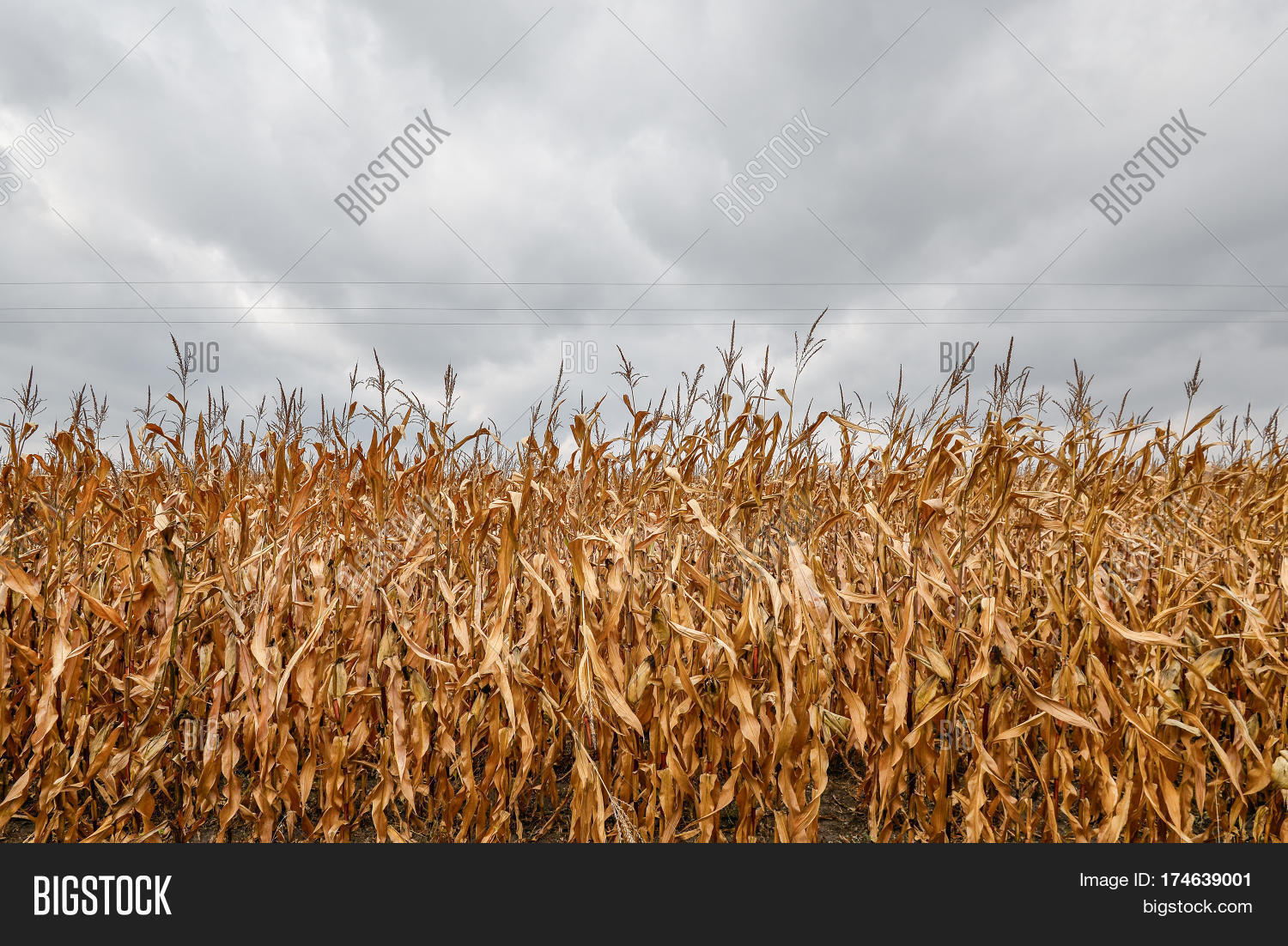 Dry Corn Field Image & Photo (Free Trial) | Bigstock