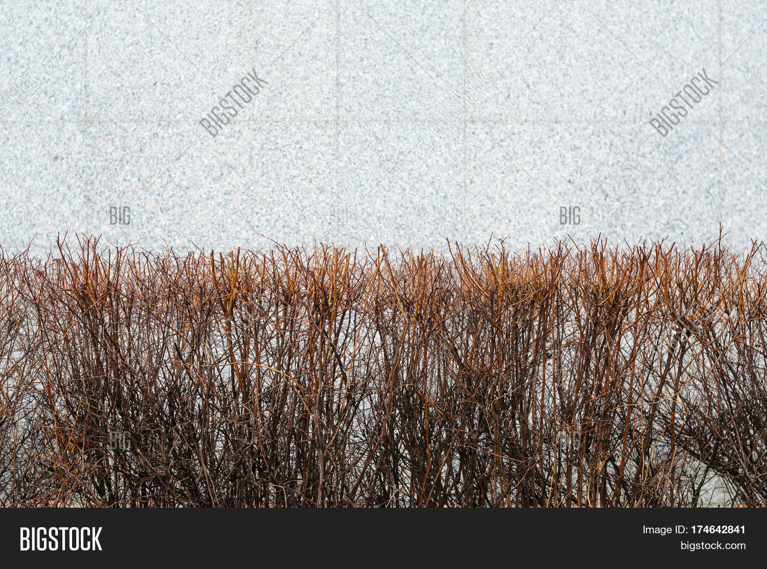 Bushes Without Leaves Image & Photo (Free Trial) | Bigstock
