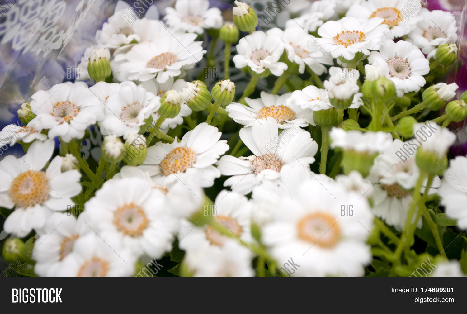 Several Groveling Image & Photo (Free Trial) | Bigstock