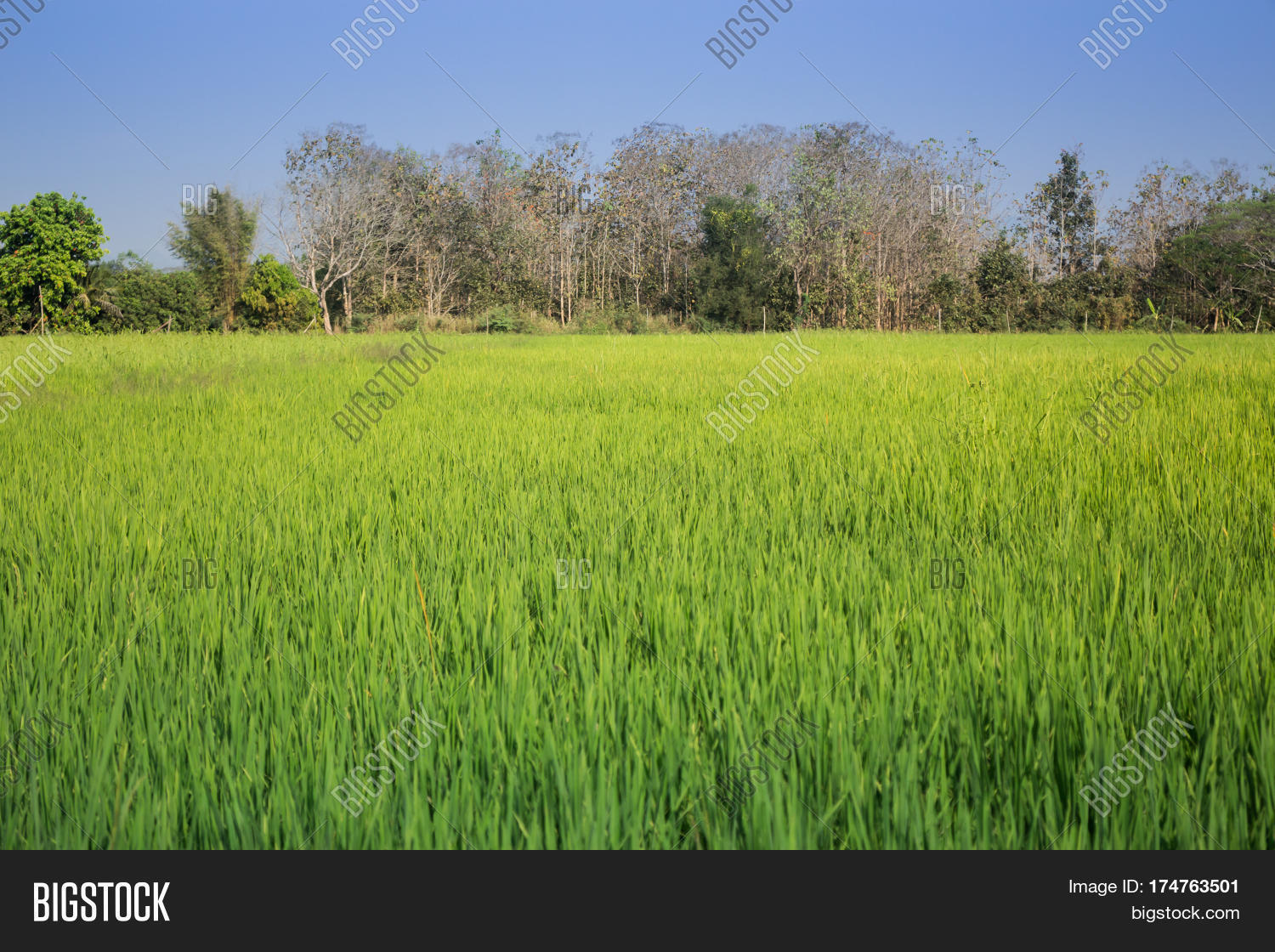 Green Rice Fild Blue Image & Photo (Free Trial) | Bigstock