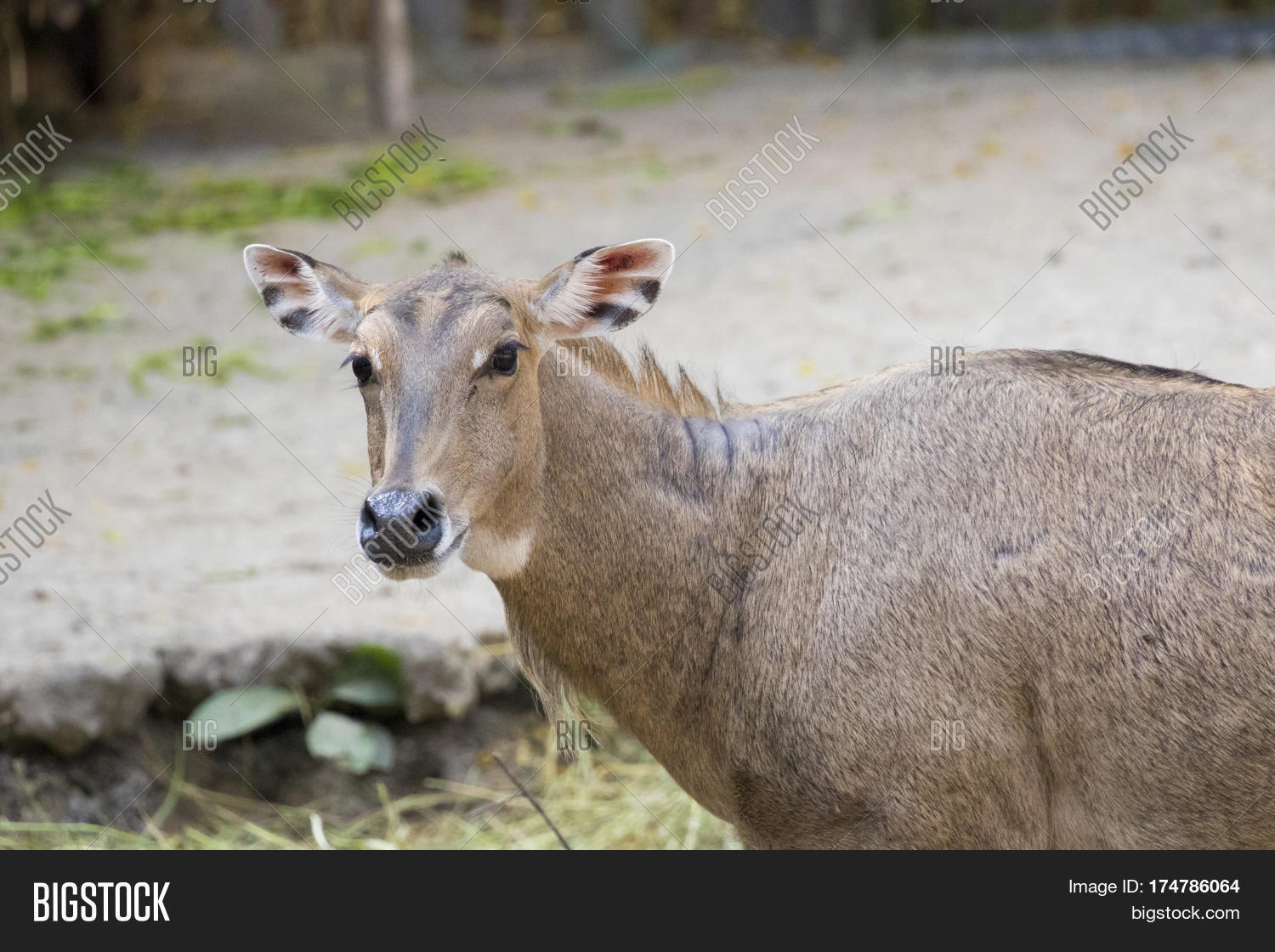 Image Nilgai Blue Bull Image & Photo (Free Trial) | Bigstock