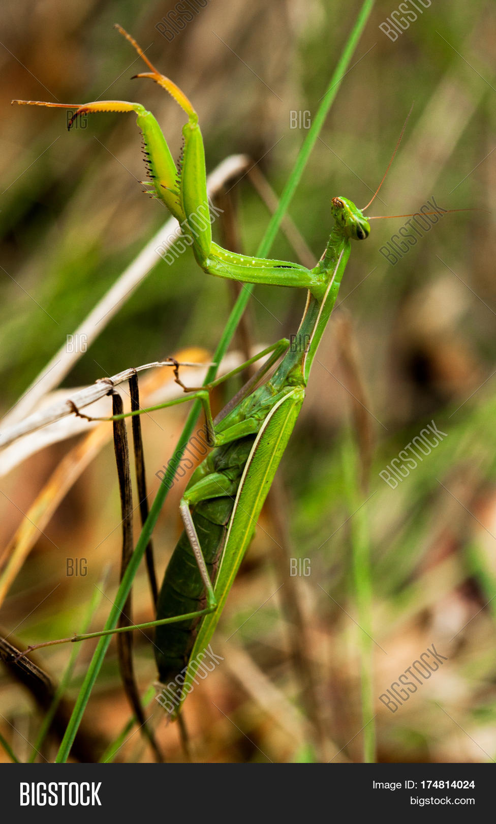 Green Mantis Crawling Image & Photo (Free Trial) | Bigstock