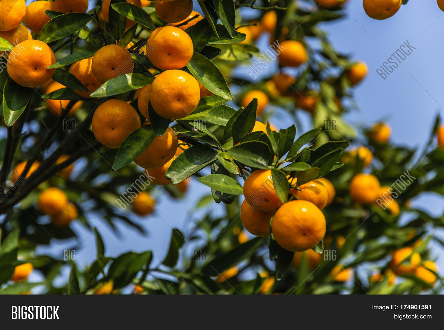 Orange Fruit Closeup Image & Photo (Free Trial) | Bigstock
