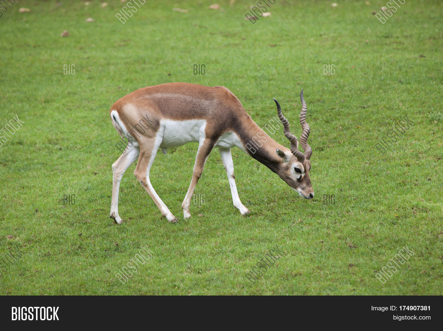 Indian Blackbuck ( Image & Photo (Free Trial) | Bigstock