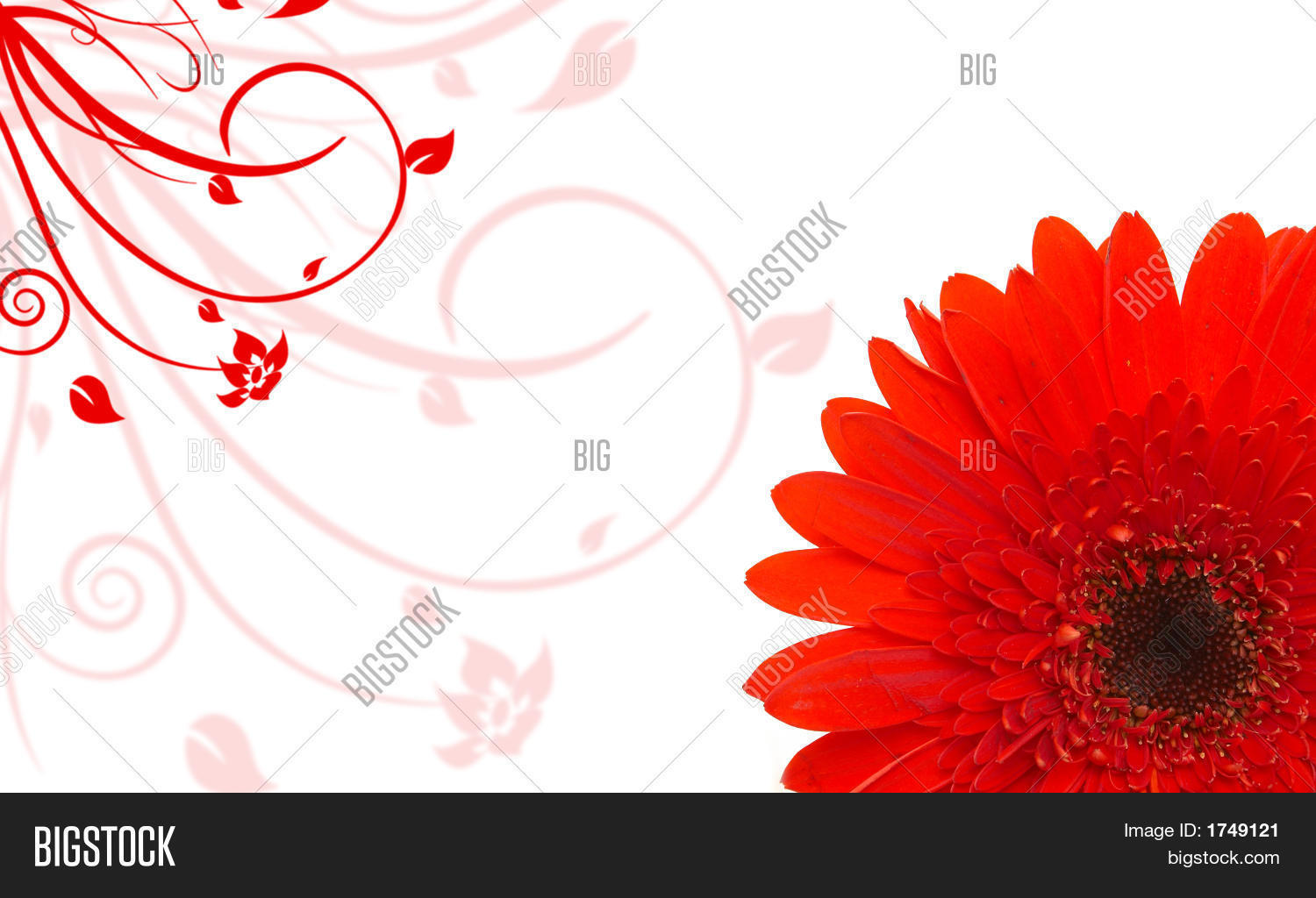 Red Daisy Background Image & Photo (Free Trial) | Bigstock