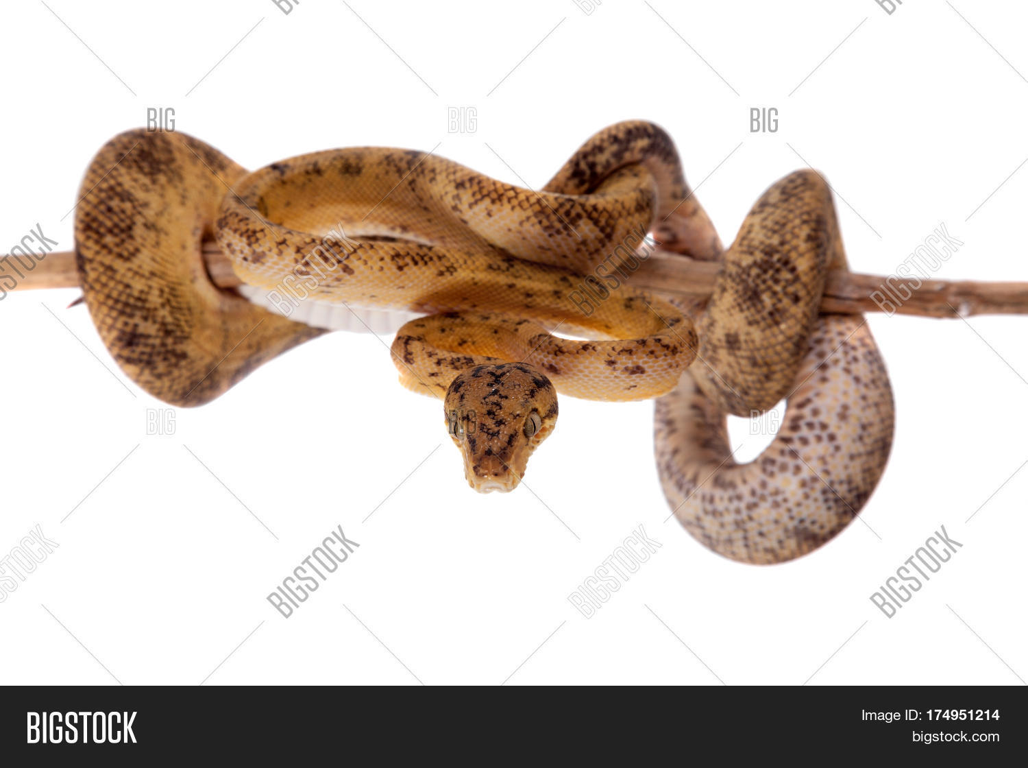Red Amazon Tree Boa, Image & Photo (Free Trial) | Bigstock