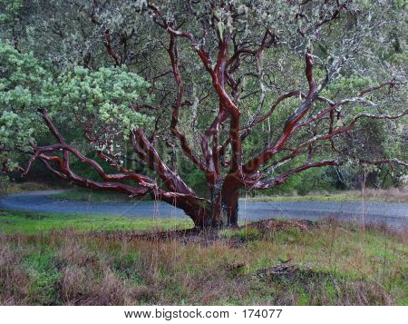 Manzanita Tree Image & Photo (Free Trial) | Bigstock