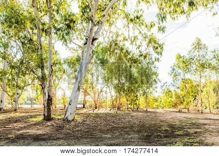 Eucalyptus Gum Trees Image & Photo (Free Trial) | Bigstock