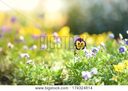 Blooming Pancies Image & Photo (Free Trial) | Bigstock