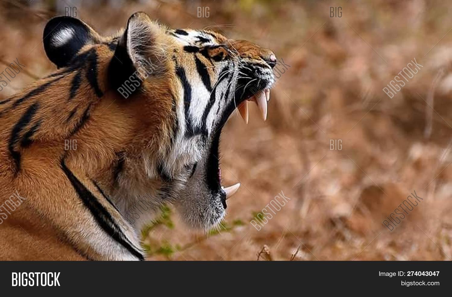 Great Tiger Male Image & Photo (Free Trial) | Bigstock
