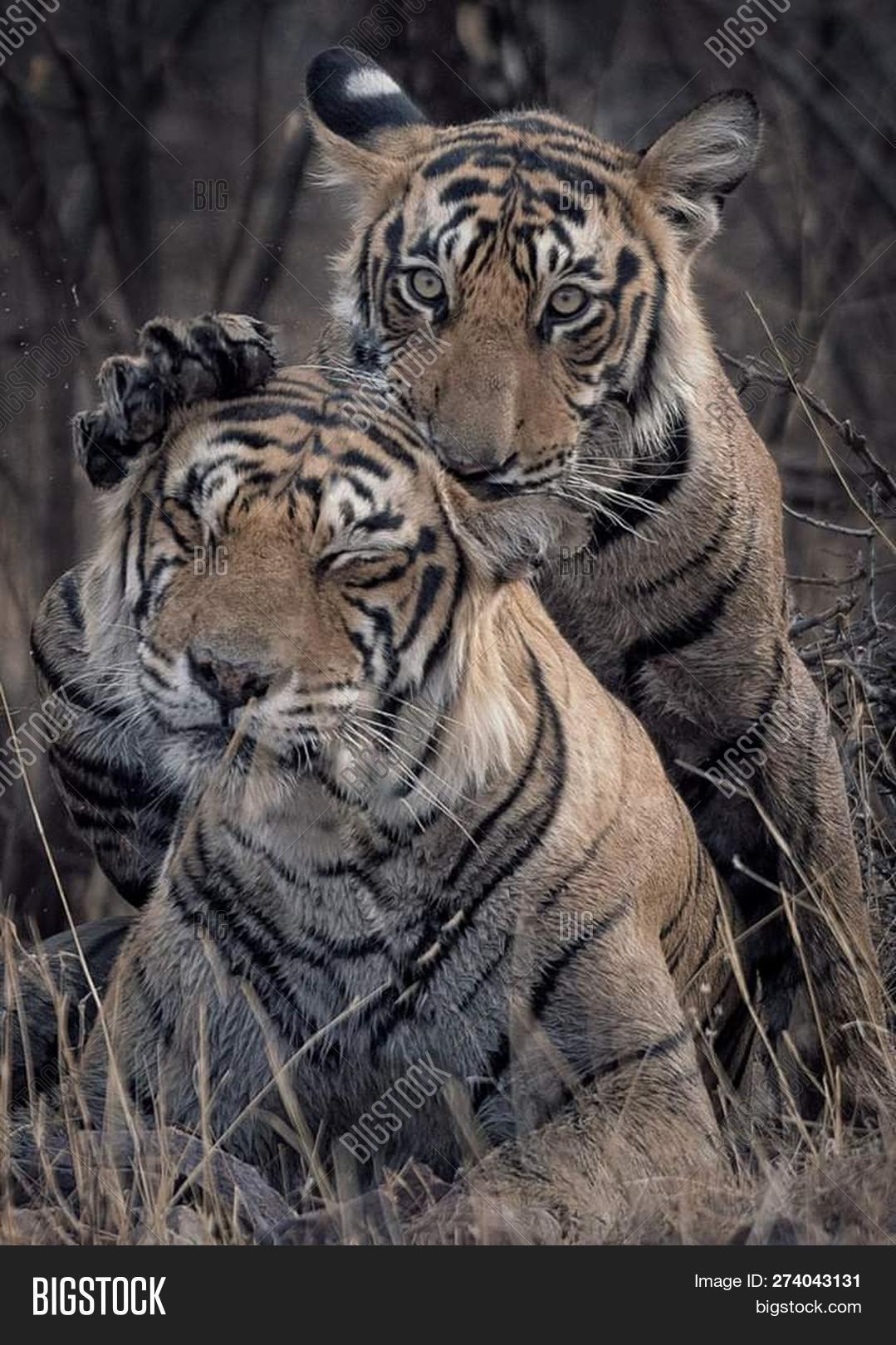 Great Tiger Male Image & Photo (Free Trial) | Bigstock