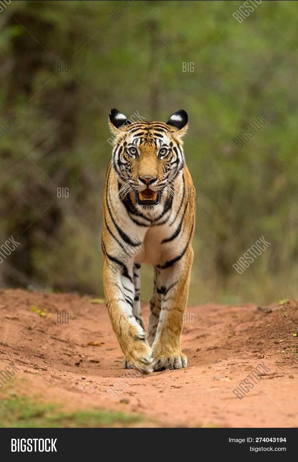 Great Tiger Male Image & Photo (Free Trial) | Bigstock