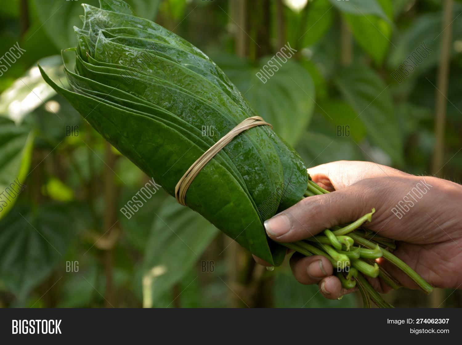 Hand Holding Bunch Image & Photo (Free Trial) | Bigstock