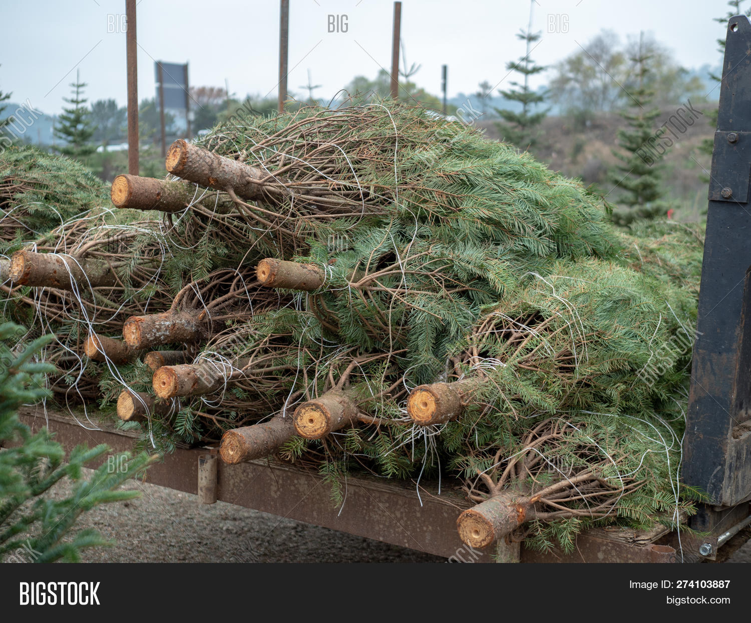 Stack Douglas Fir Image & Photo (Free Trial) | Bigstock