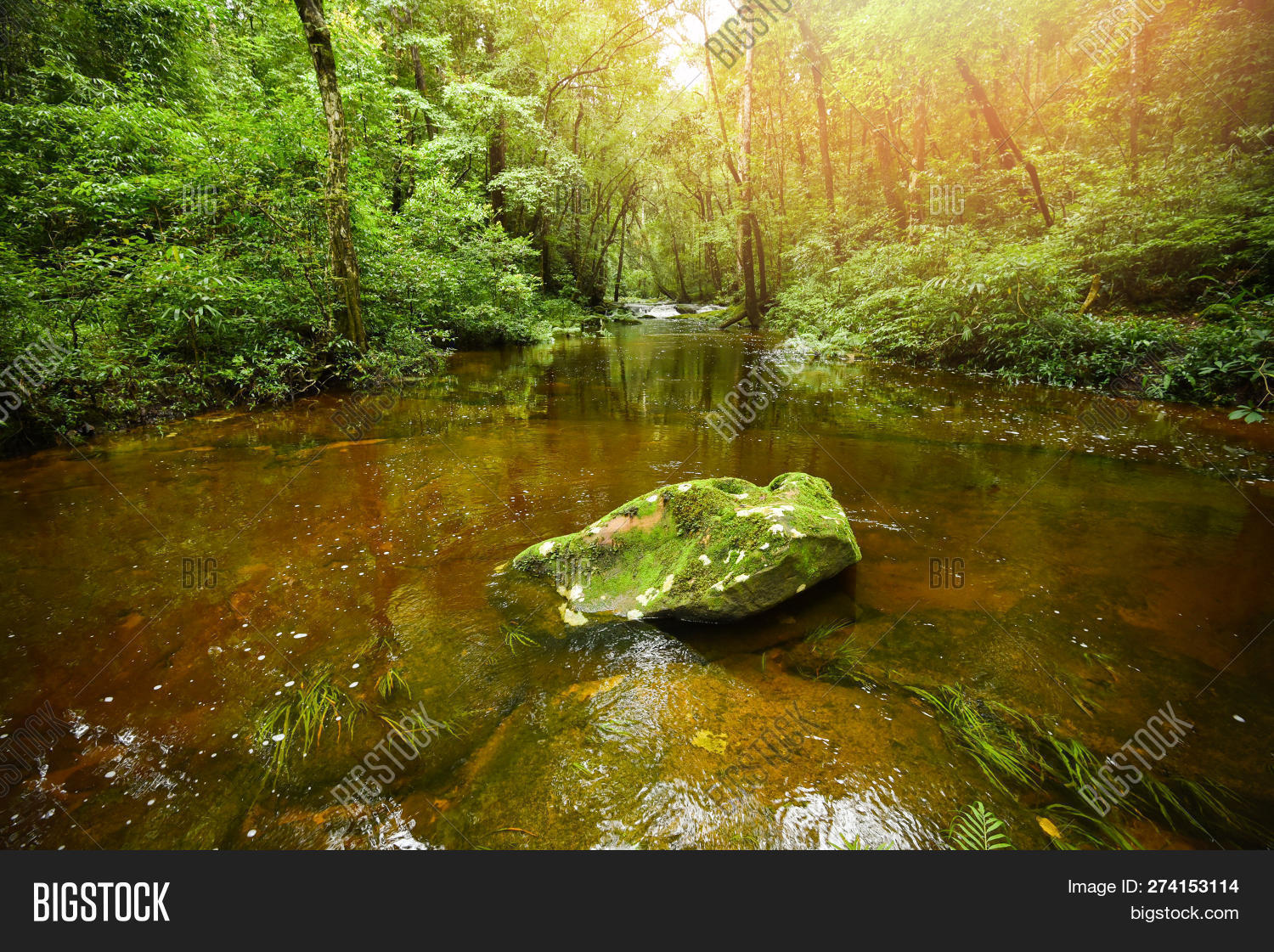 Plant Tropical Stream Image & Photo (Free Trial) | Bigstock
