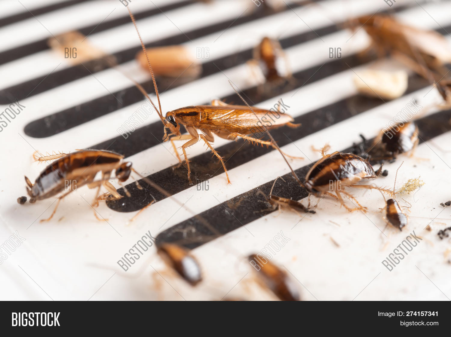 Lots Cockroaches Have Image & Photo (Free Trial) | Bigstock