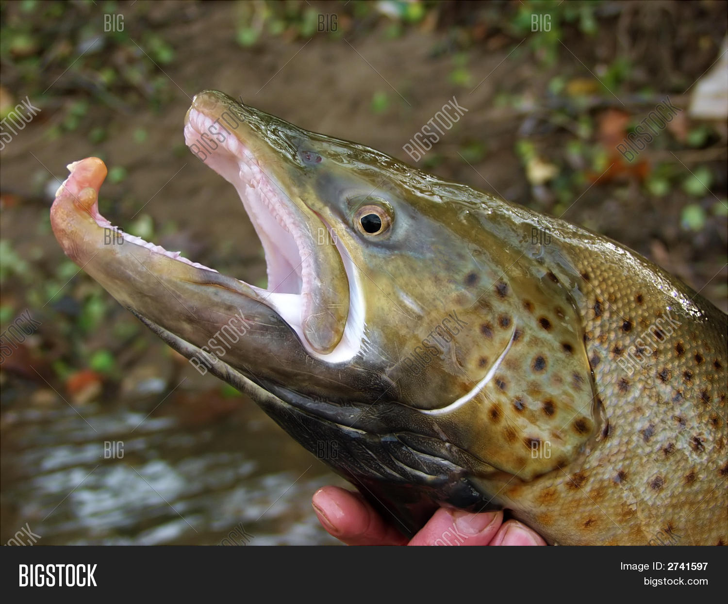 Big Male Brown Trout Image & Photo (Free Trial) | Bigstock