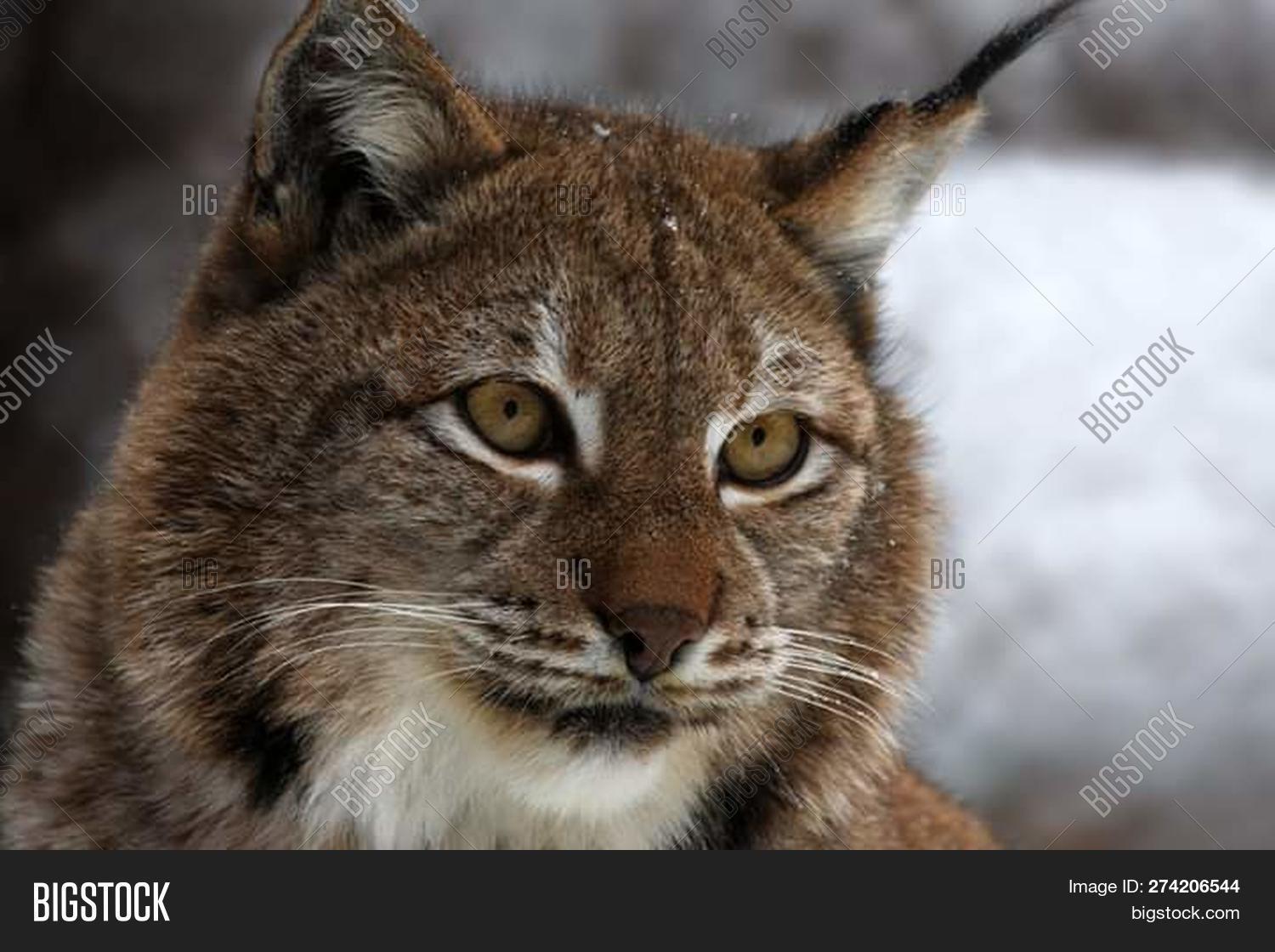 Eurasian Lynx (lynx Image & Photo (Free Trial) | Bigstock
