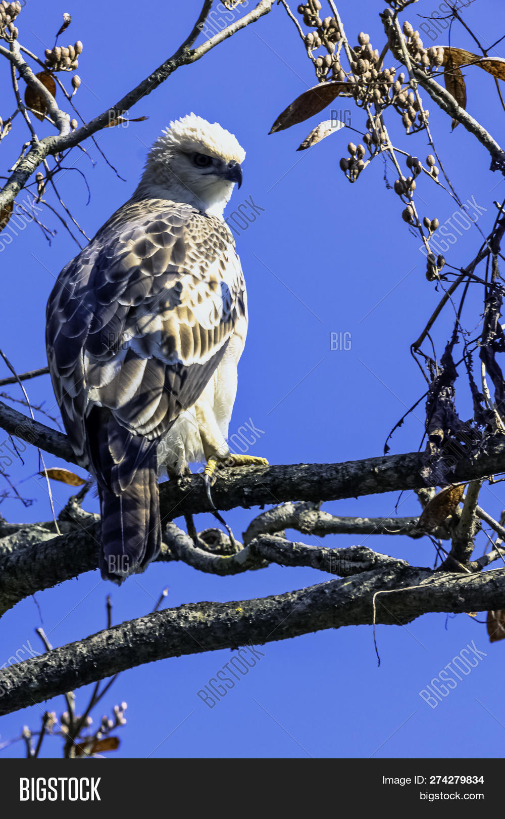 Young Changeable Hawk- Image & Photo (Free Trial) | Bigstock
