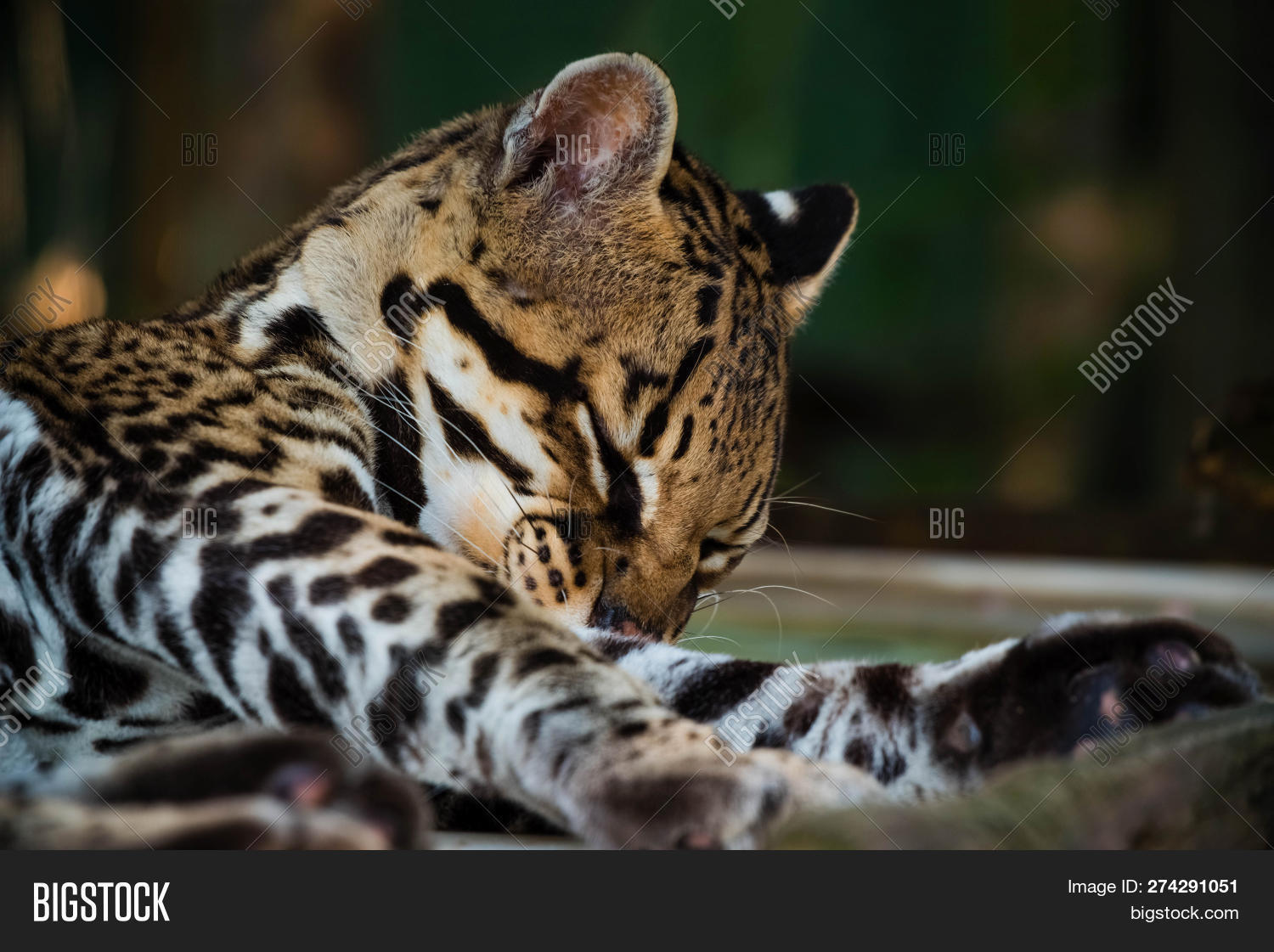 Ocelot Resting Quietly Image & Photo (Free Trial) | Bigstock